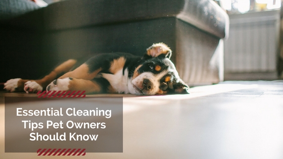 Essential Pet Cleaning Tips Owners Should Know - Discovery Homes Blog